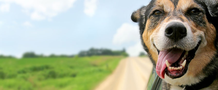 Dog Car Accident Survivor - Schimmerling Injury Law Offices